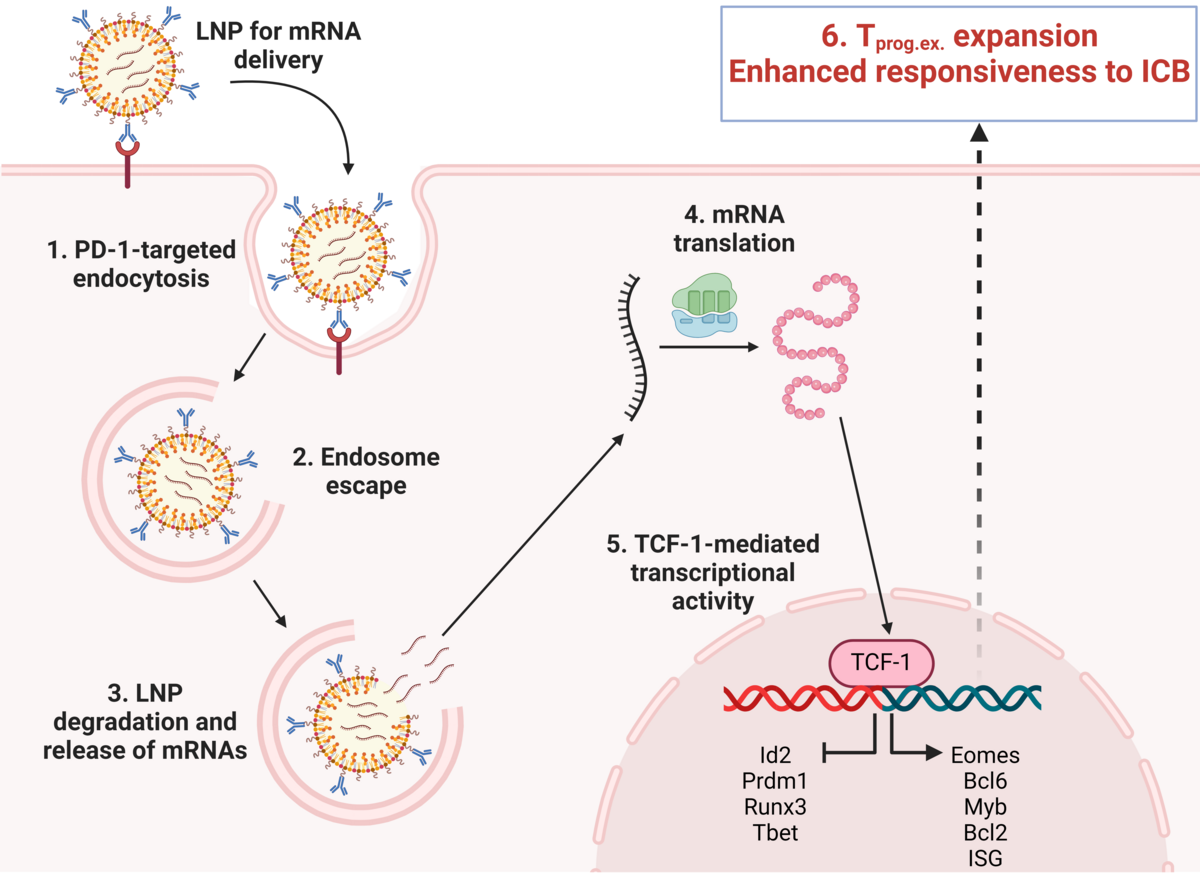 Türeci Lab - Personalized Immunotherapies Division - HI-TRON