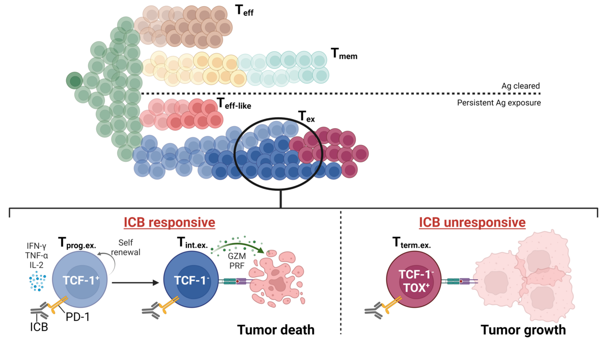 Türeci Lab - Personalized Immunotherapies Division - HI-TRON